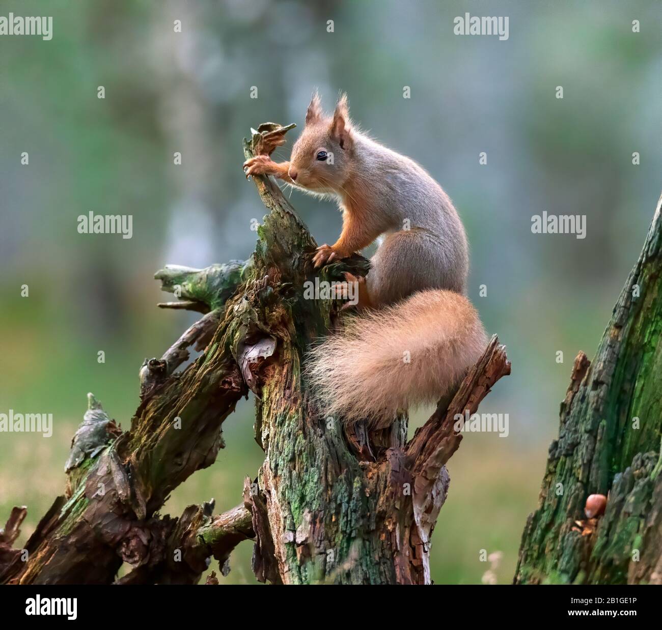 Red squirrel, Sciurus vulgaris Stock Photo - Alamy