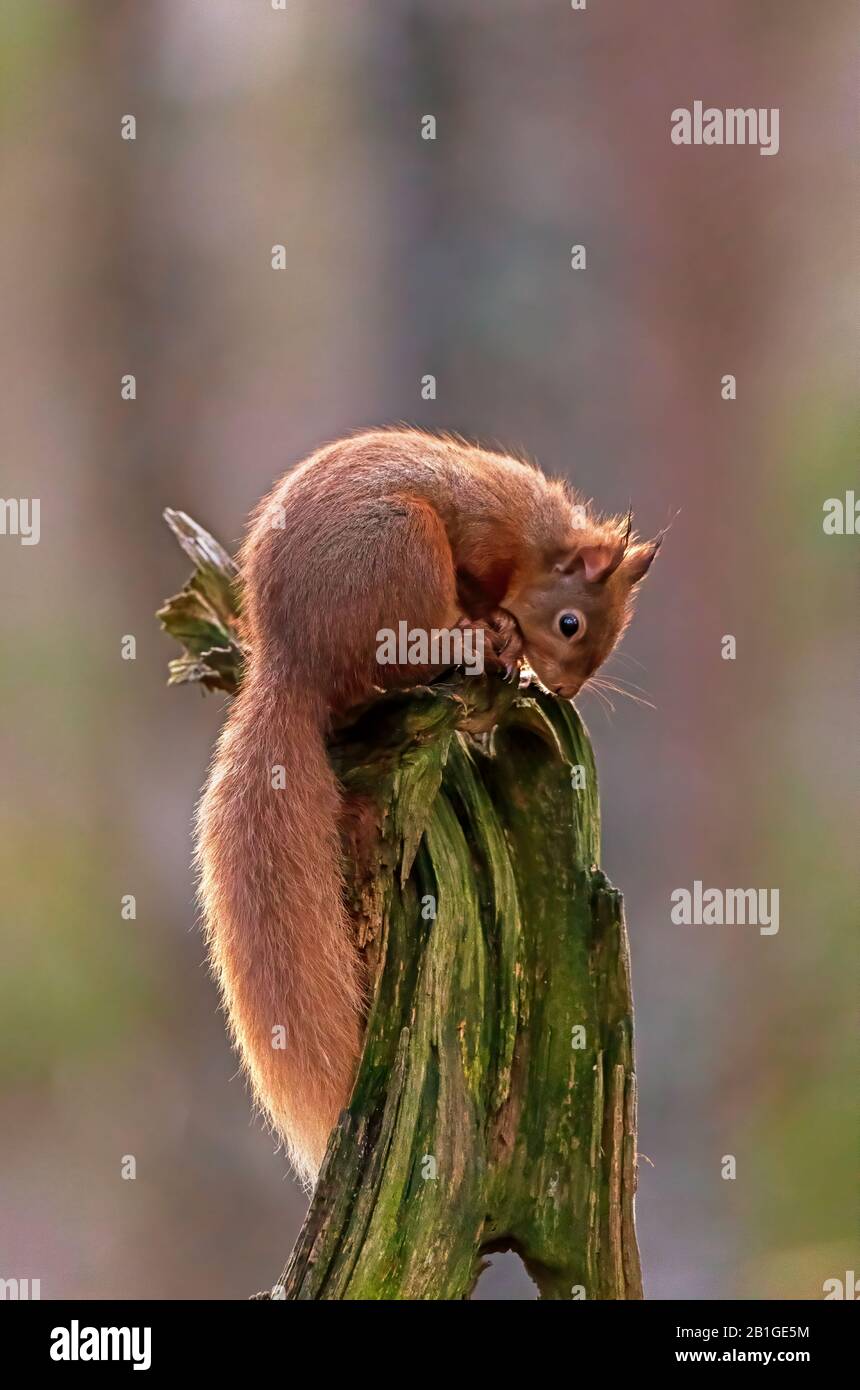 Red squirrel sciurus vulgaris arboreal hi-res stock photography and ...