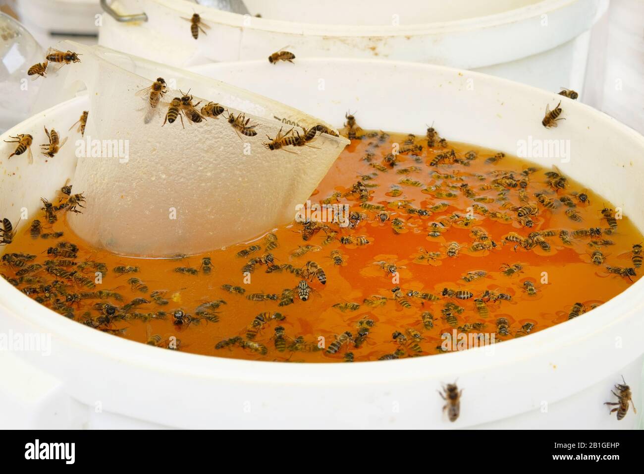 Large white containers with honey and many bees around. Sale of honey ...