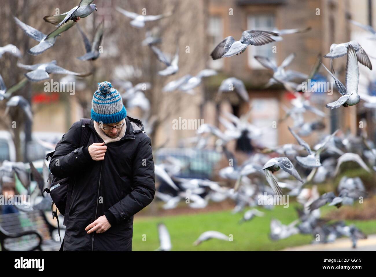 Pigeon attack hi-res stock photography and images - Alamy