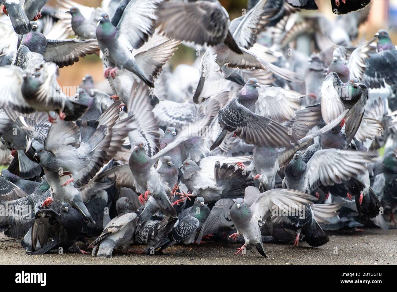 Pigeon, Pigeons, City centre, Street, Nicholson Square, birds Stock ...