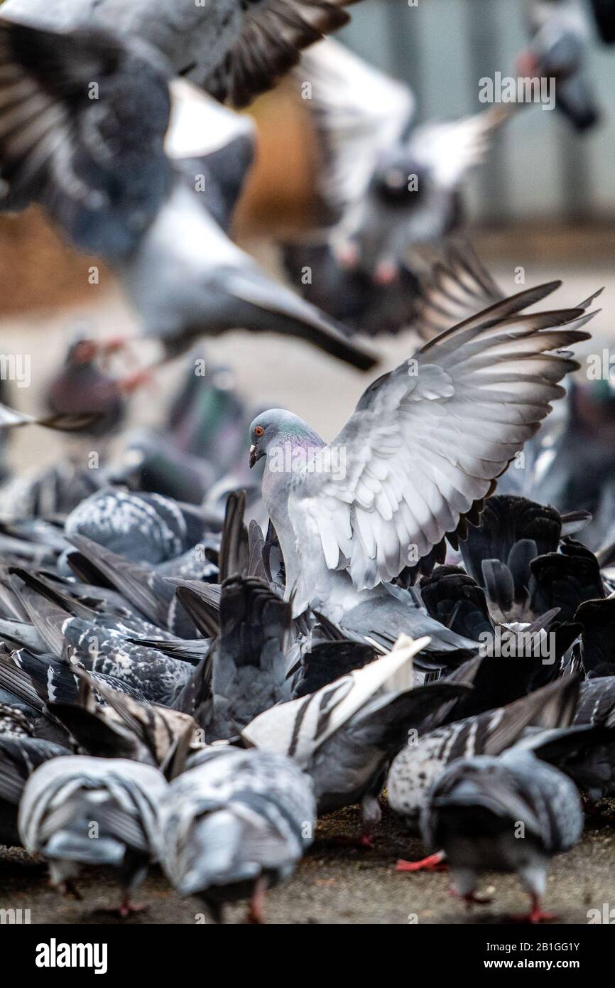 Pigeon attack hi-res stock photography and images - Alamy
