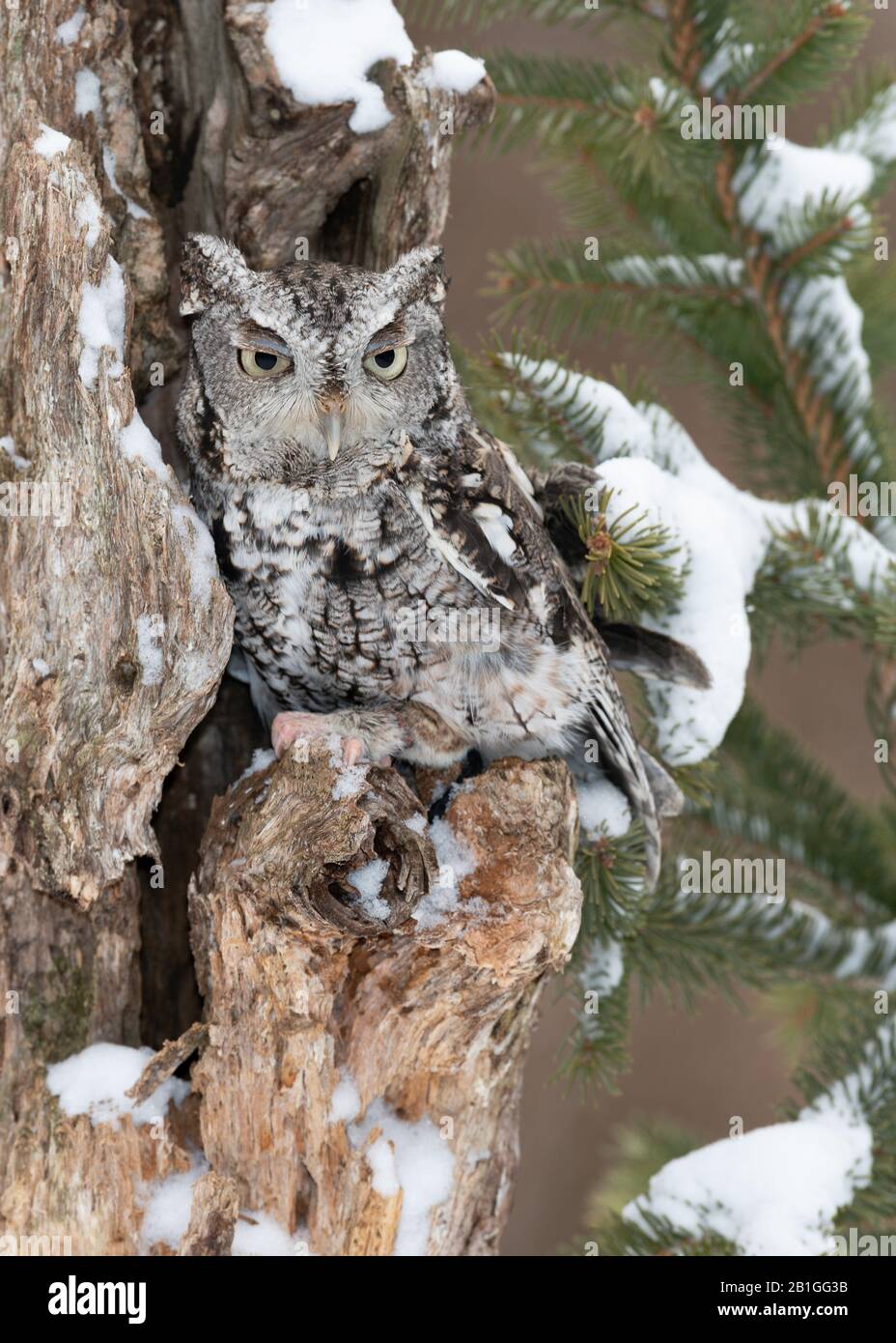 Tree bark snow hi-res stock photography and images - Alamy