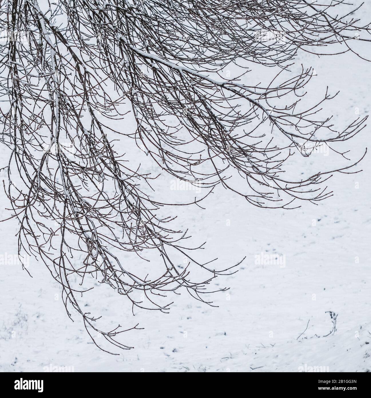 Snowing landscape, winter holiday concept - Fairytale fluffy snow ...