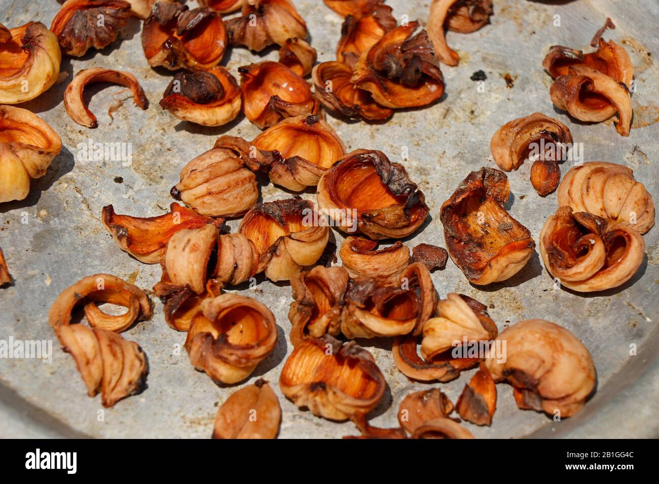 Garcinia gummi-gutta is a tropical species of Garcinia native to ...