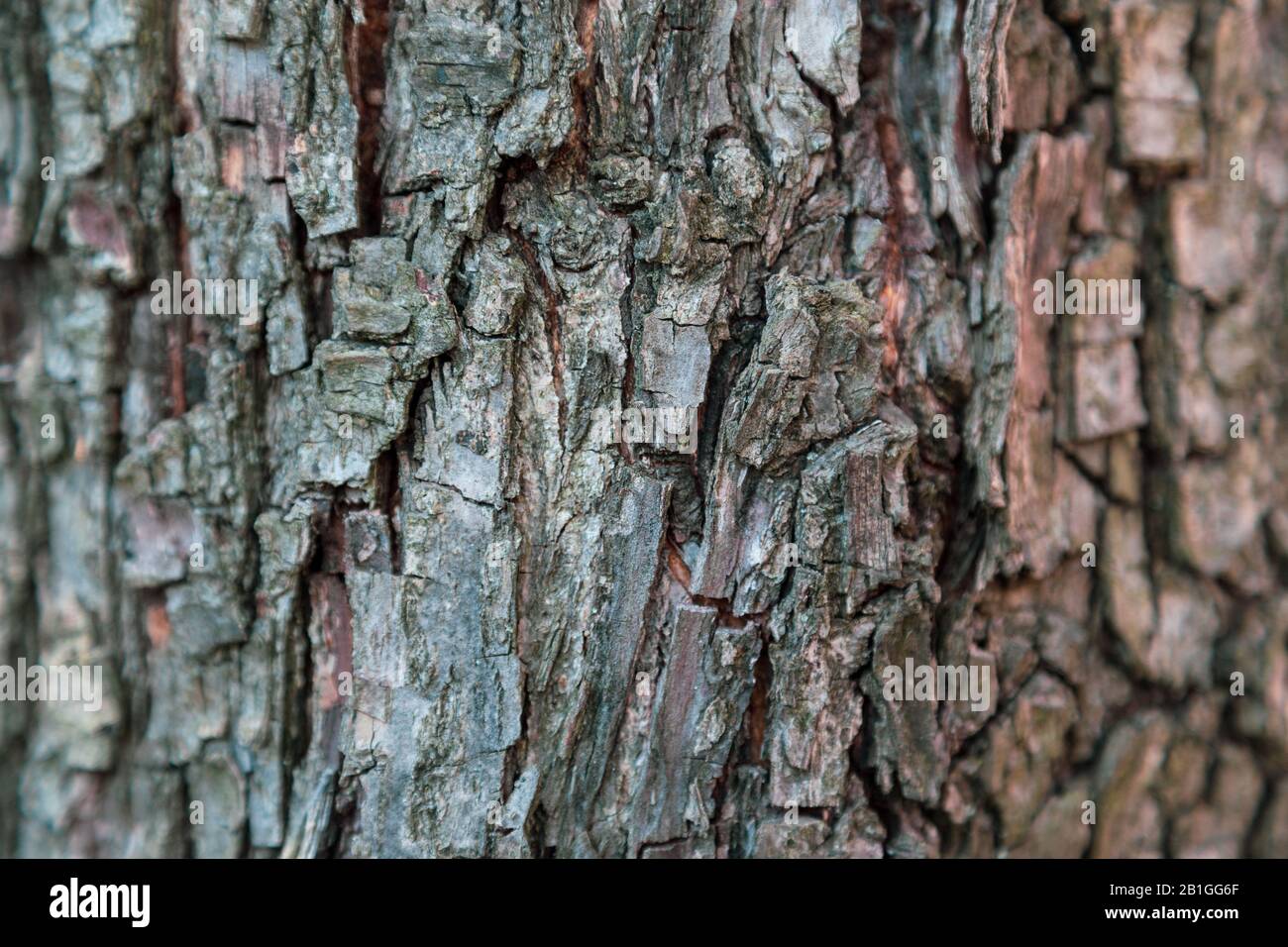Relief texture background of the brown bark of a tree. Wallpaper for ...