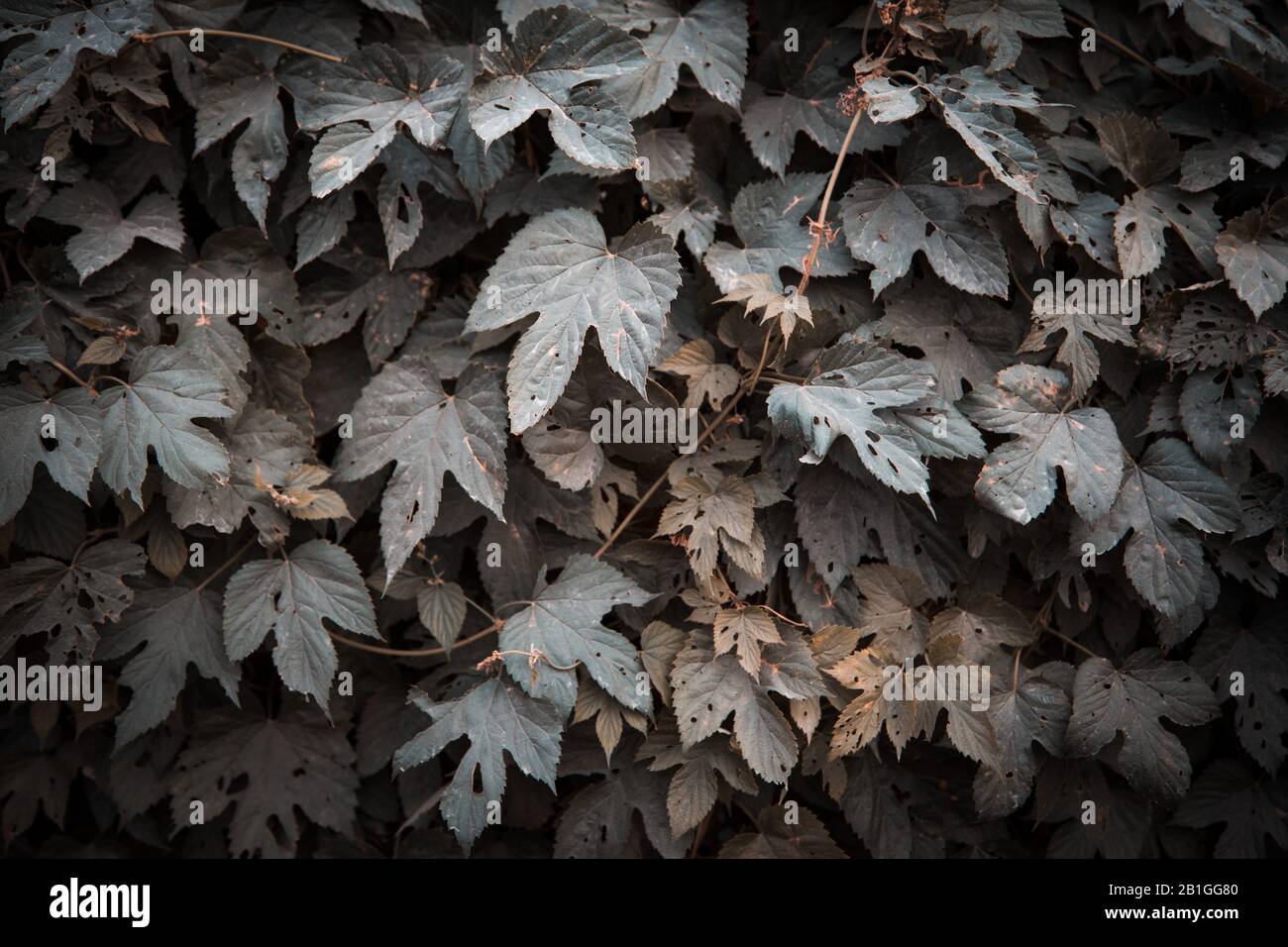 Green leaves texture background, Natural background and wallpaper Stock ...