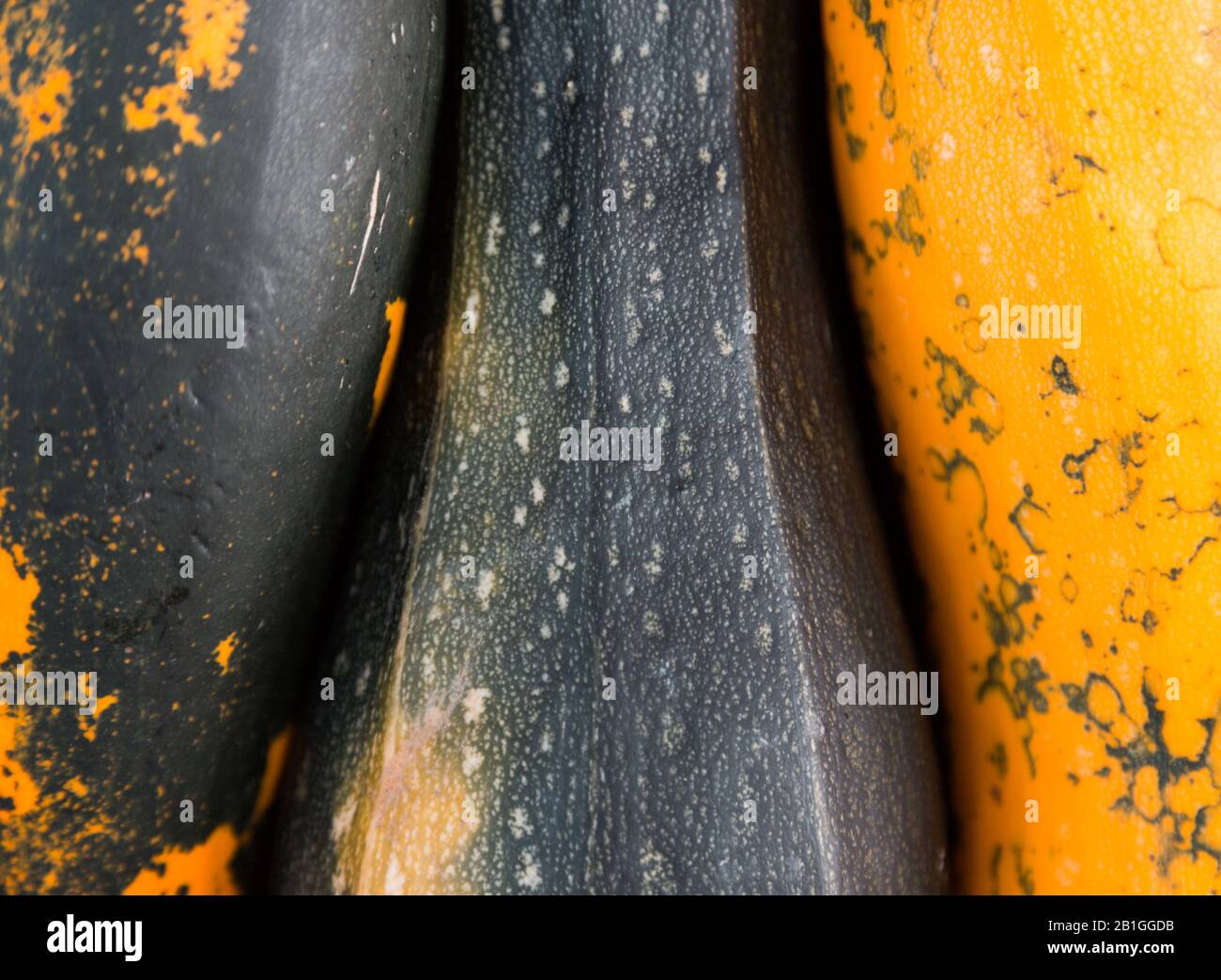 Fresh squash, dark green and yellow vegetables. Organic green squash ...