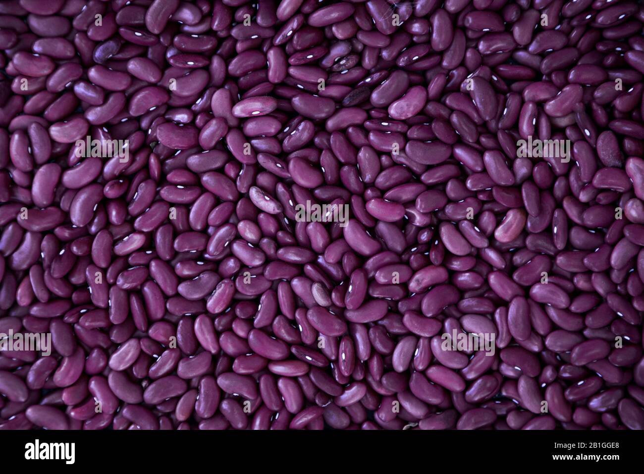 Close up purple beans background, purple beans seeds Stock Photo - Alamy