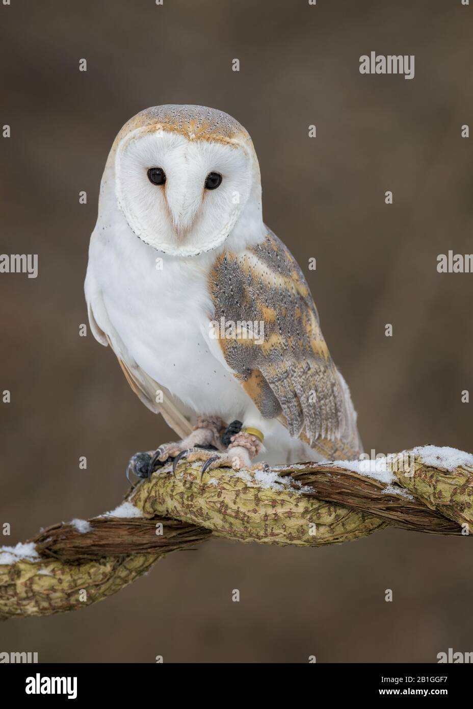 Full body owl hi-res stock photography and images - Alamy