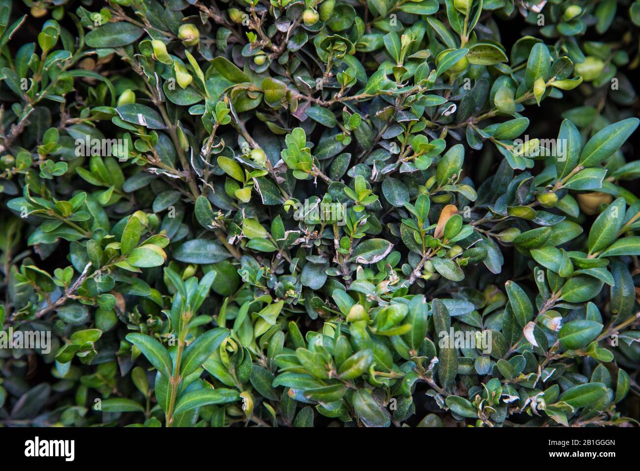 Green leaves texture background, Natural background and wallpaper Stock ...