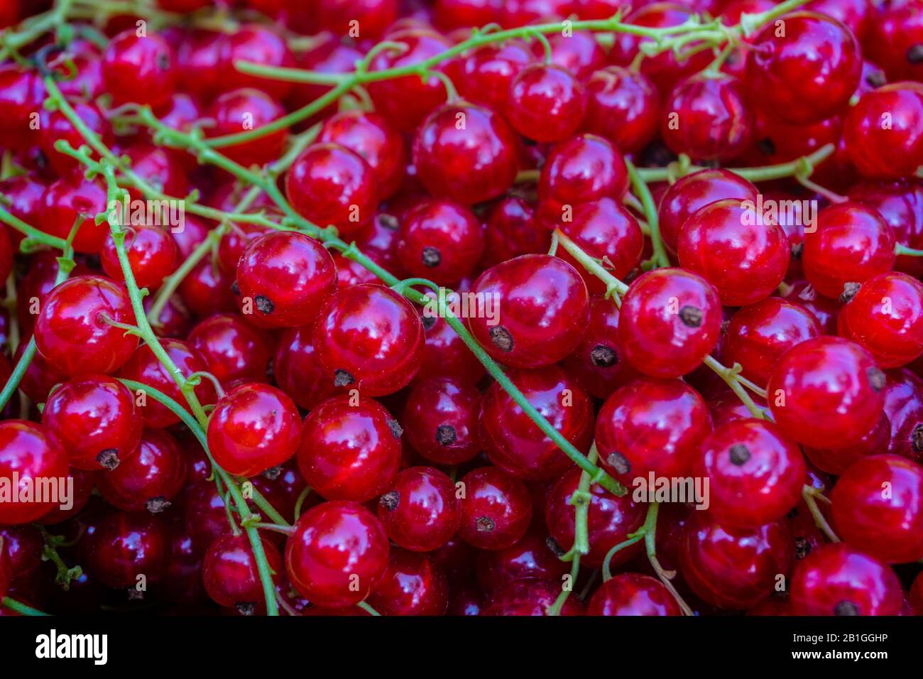 Red current harvest hi-res stock photography and images - Alamy