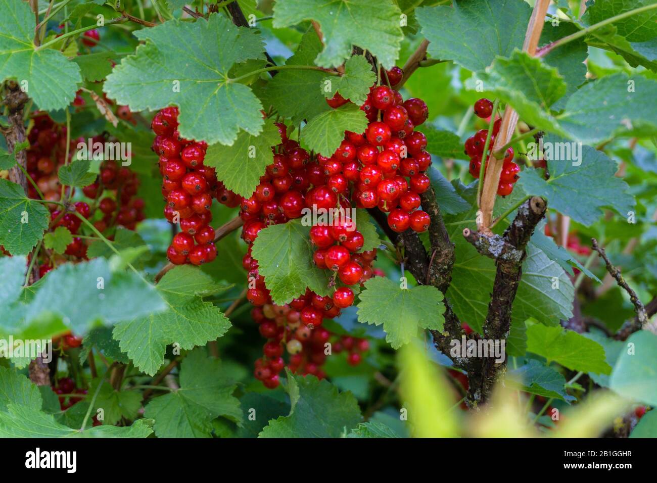 Red current harvest hi-res stock photography and images - Alamy