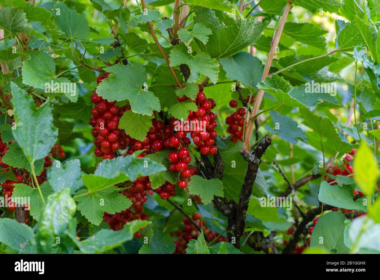 Red current berries hi-res stock photography and images - Alamy