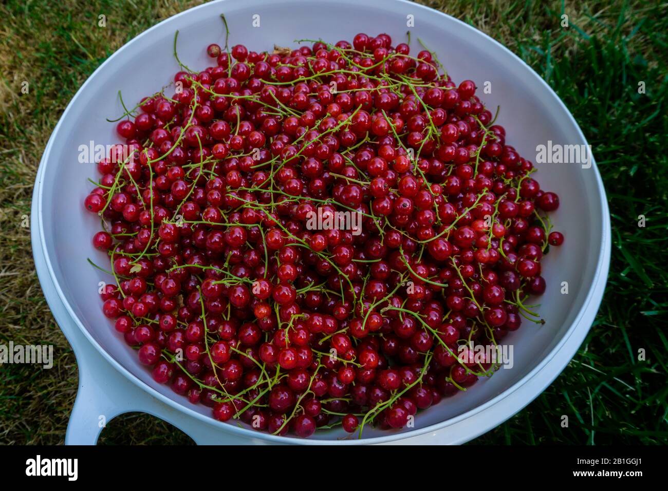 Sour red current hi-res stock photography and images - Alamy