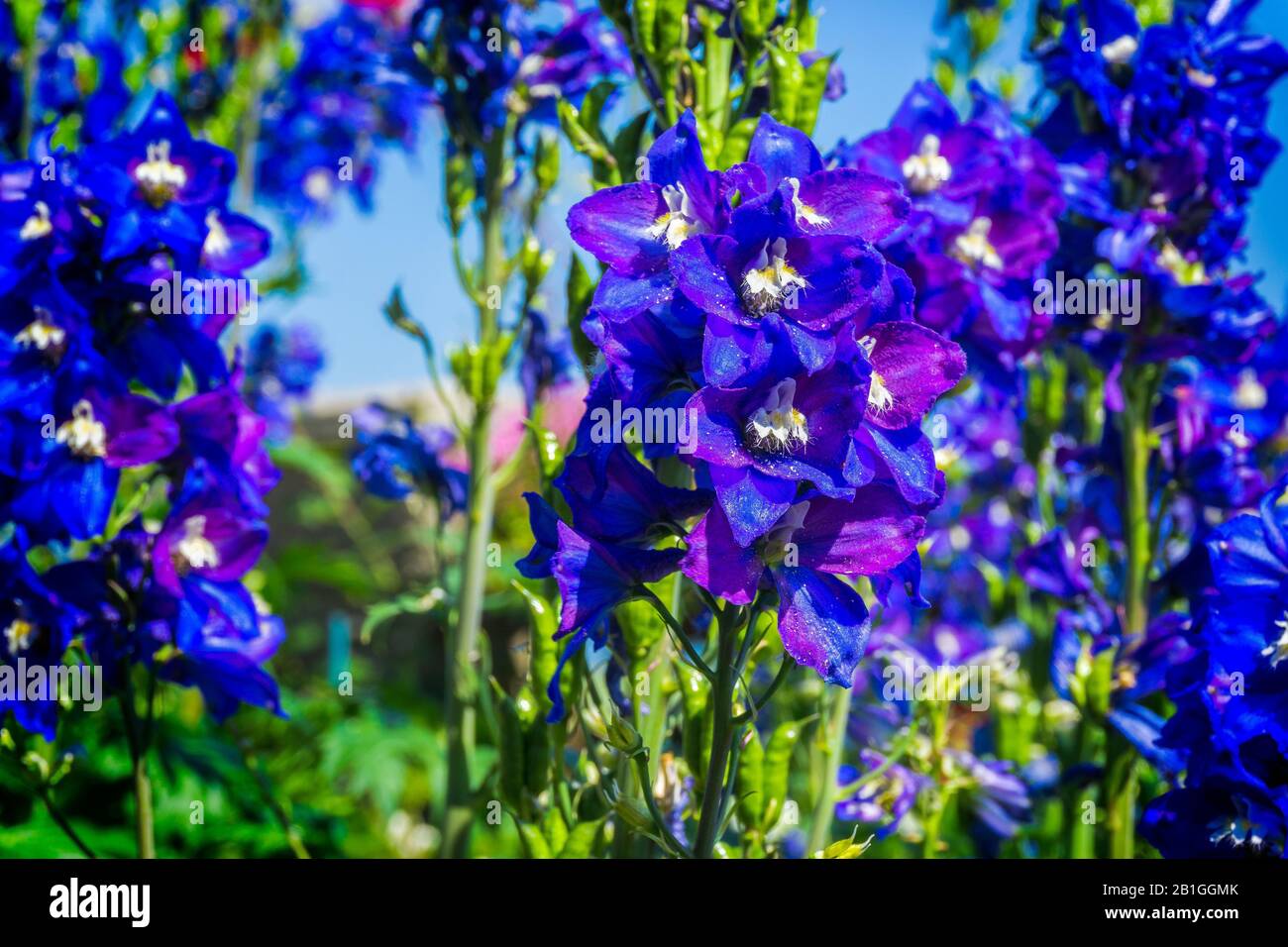 Delphinium flower hi-res stock photography and images - Alamy