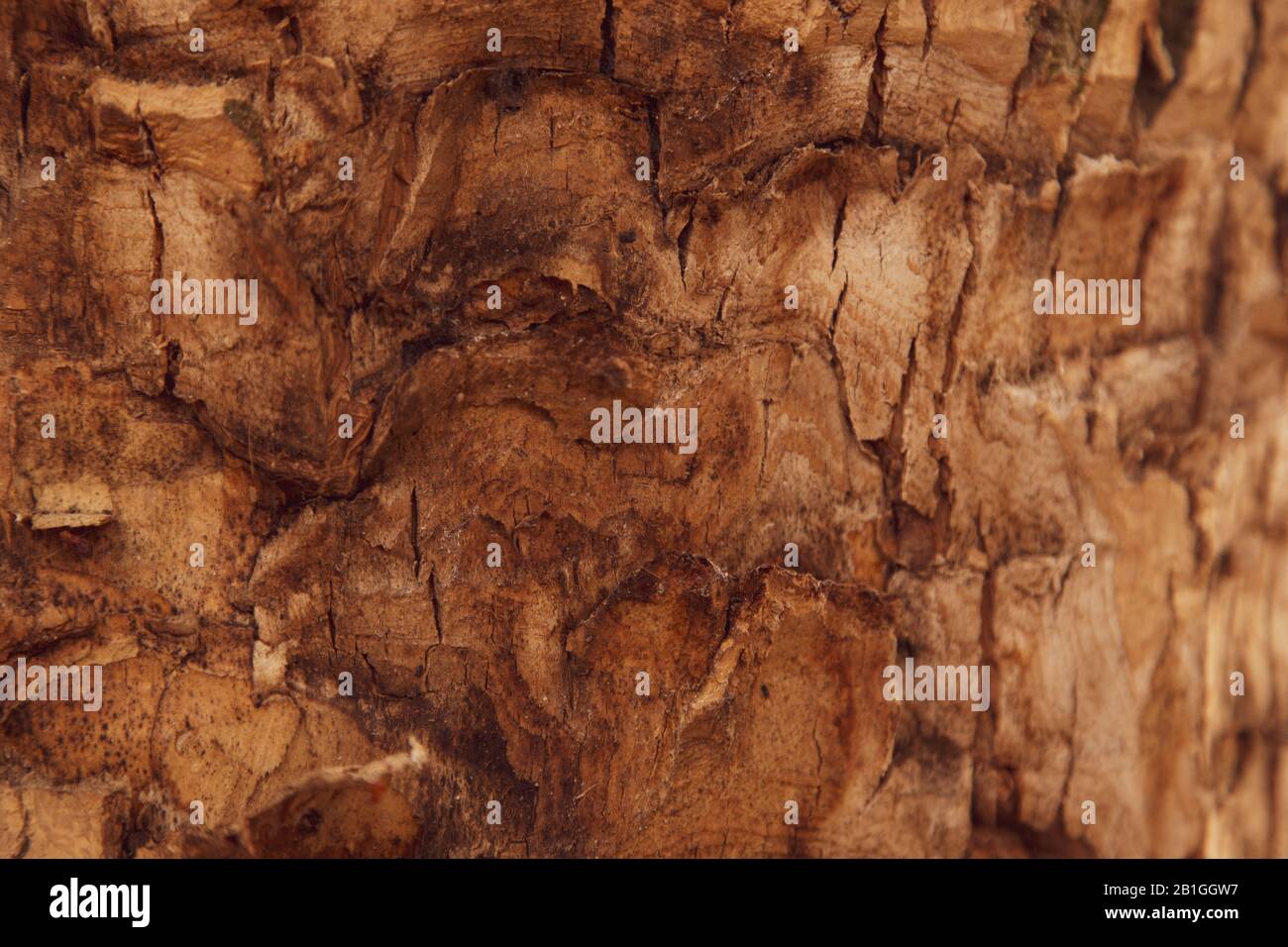 Relief texture background of the brown bark of a tree. Wallpaper for ...