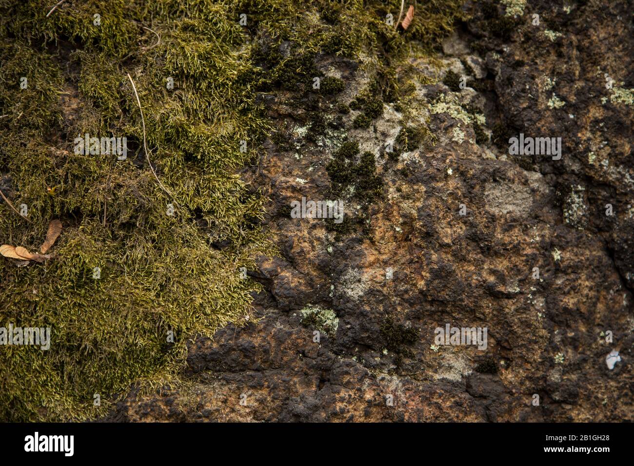 Moss-covered stone. Beautiful moss and lichen covered stone. Bright ...