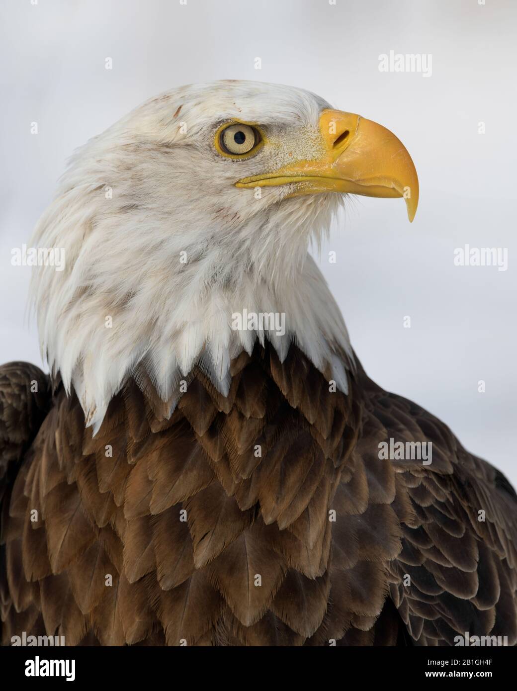 American bald eagle closeup portrait Stock Photo - Alamy