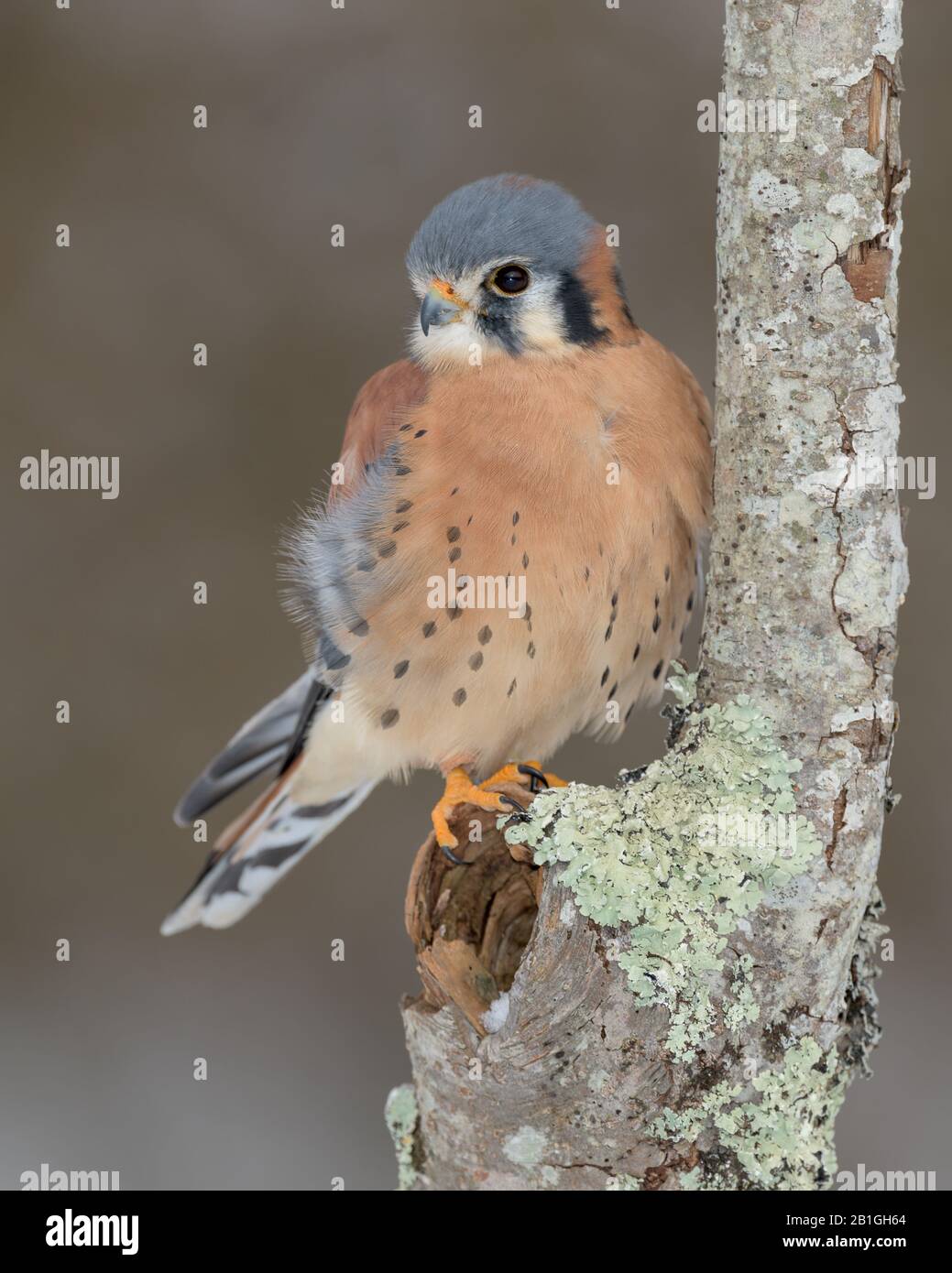 American kestrel full body portrait perched in a tree Stock Photo - Alamy
