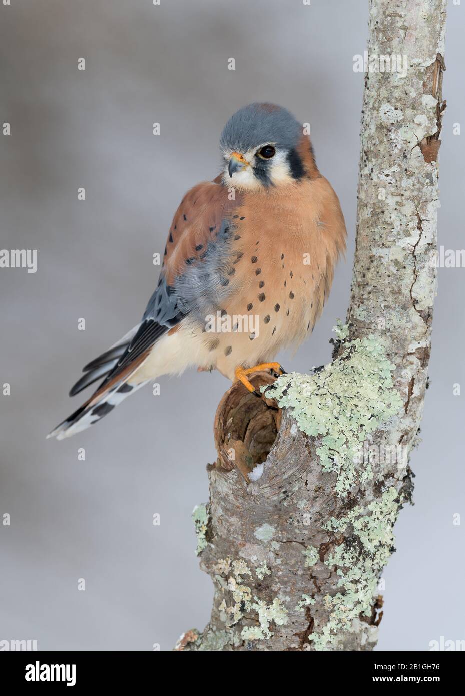 American kestrel full body portrait perched in a tree Stock Photo - Alamy