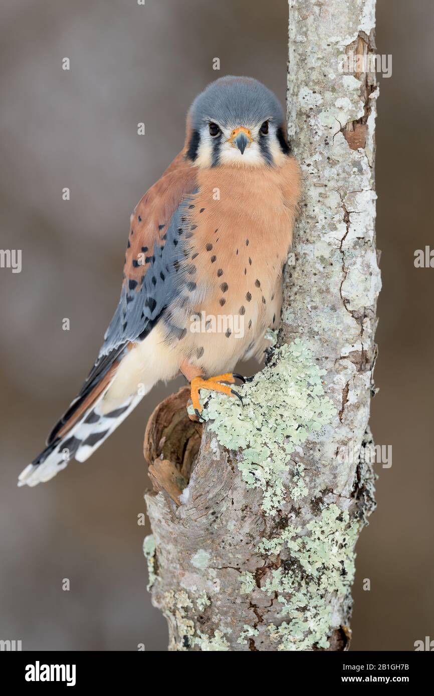 Tree perch hi-res stock photography and images - Alamy