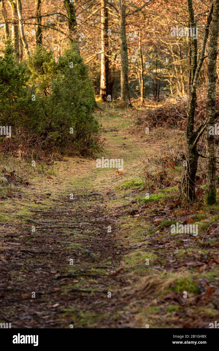 Narrow street through forest view hi-res stock photography and images ...