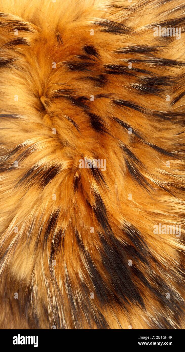 Fur Texture of Raccoon Close Up. Natural Fur Photography. Shallow focus ...