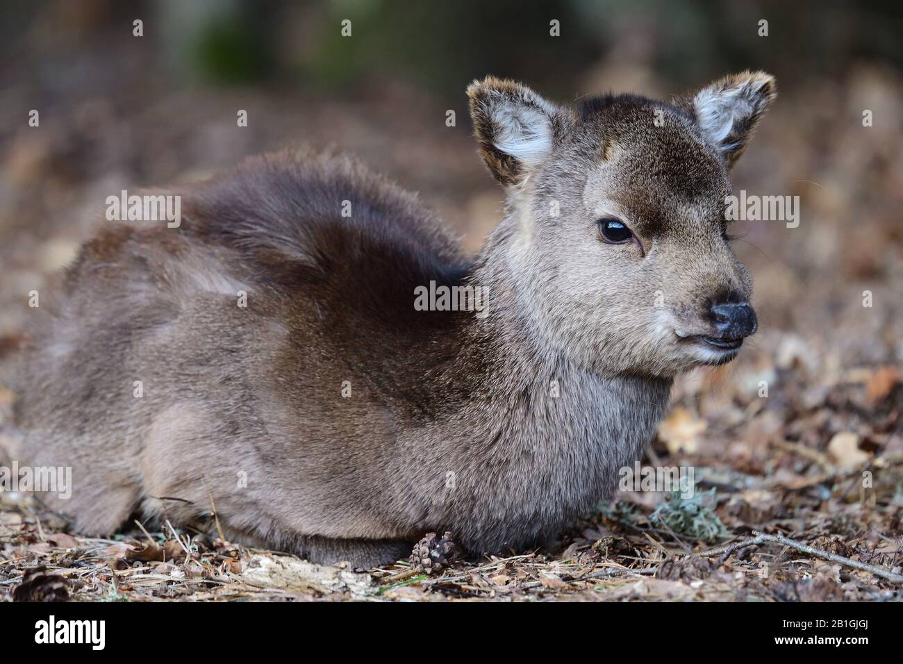 Portrait of a baby sika deer (cervus nippon) sitting on the ground in ...