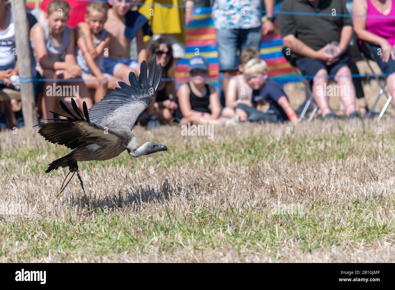 Close up of a white backed vulture (gyps africanus) flying in front of ...