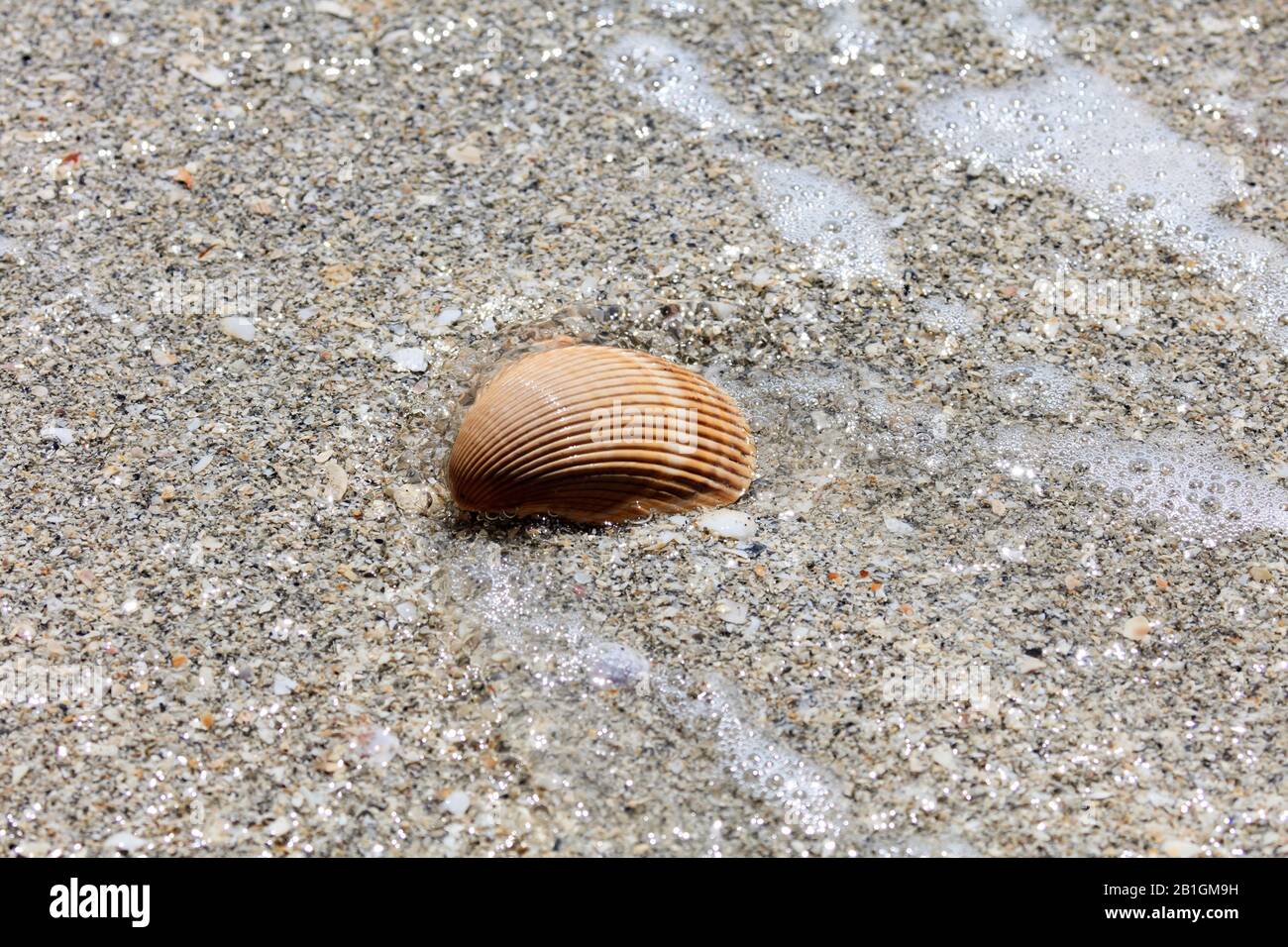 Heart cockel shell lies on the beach in damp sand, Sanibel Island ...