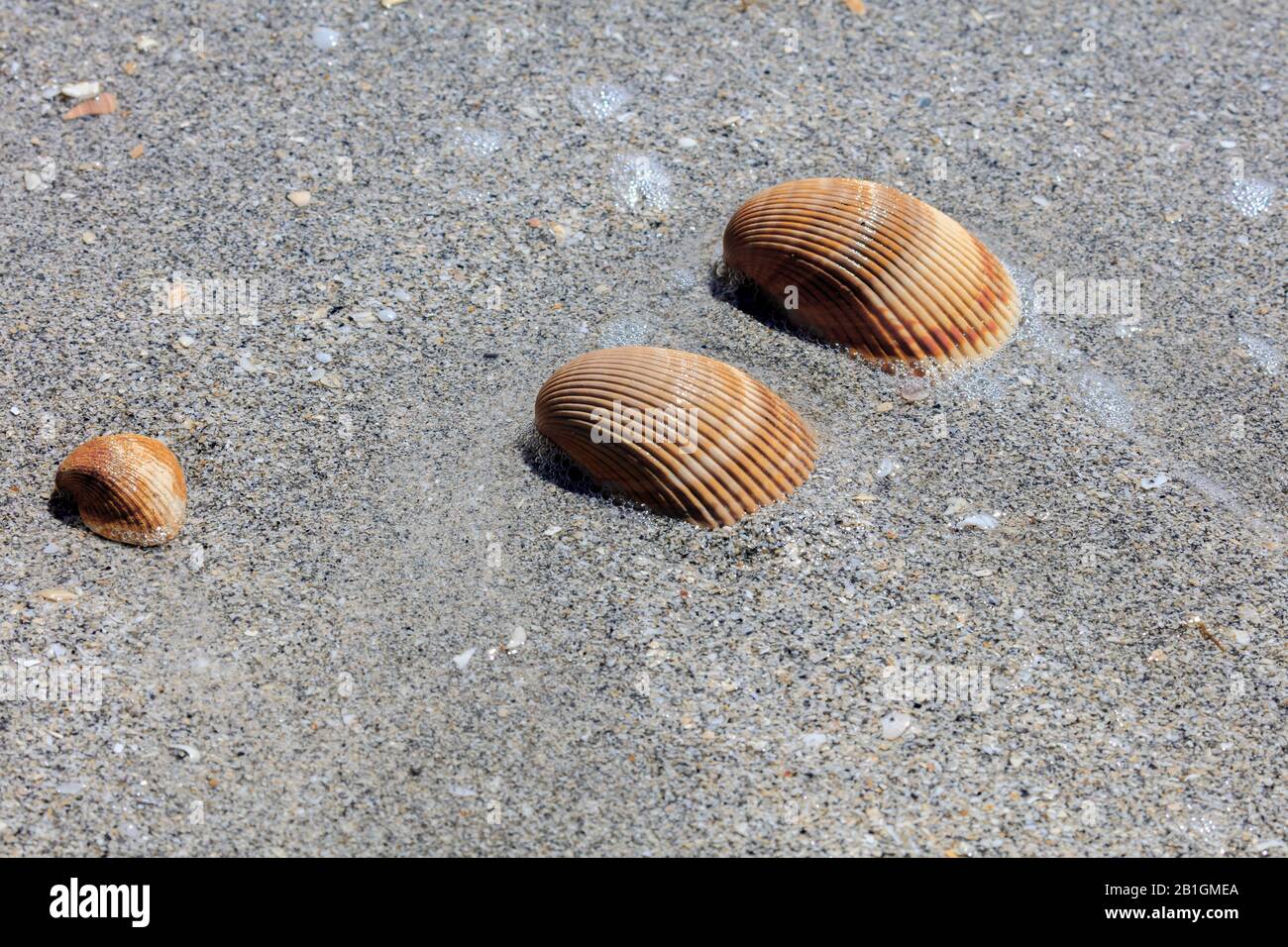 Cockle shells beach hi-res stock photography and images - Alamy