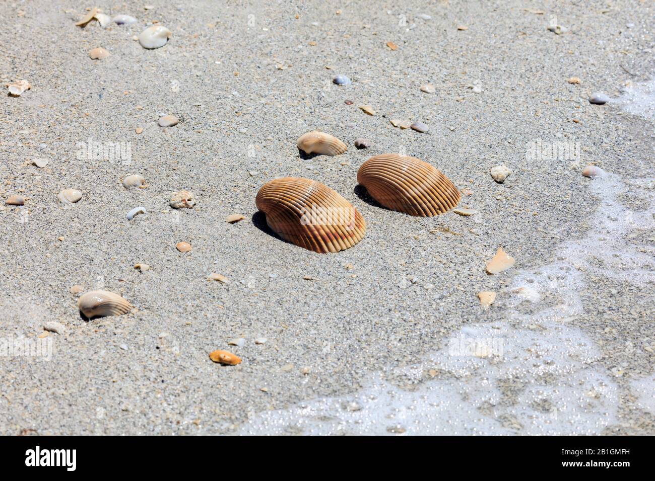 Cockle shells beach hi-res stock photography and images - Alamy