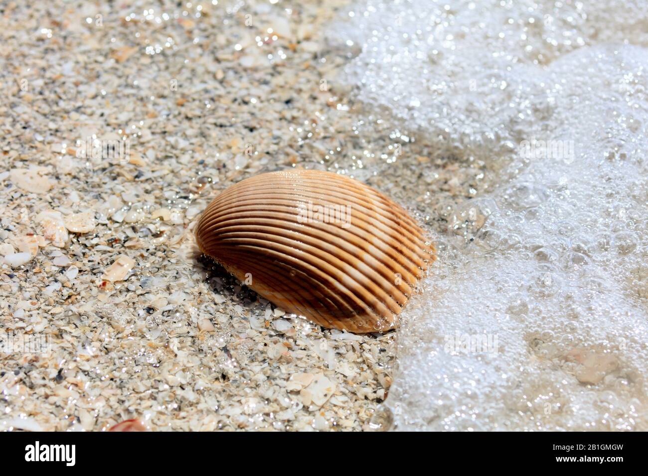 Heart cockel shell lies on the beach and is touched by wave, Sanibel ...