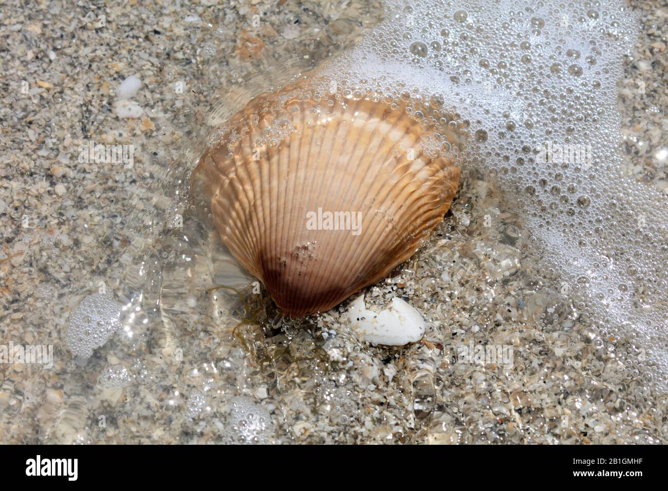 Heart cockel shell lies on the beach and is flown around by a wave ...