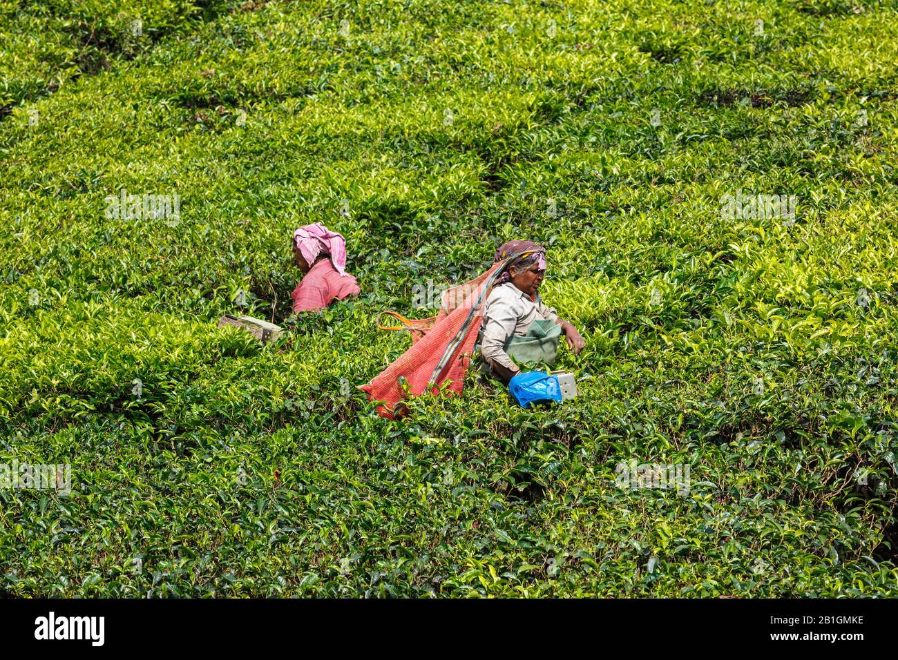 Indian woman harvests tea leaves at tea plantation at Munnar Stock ...