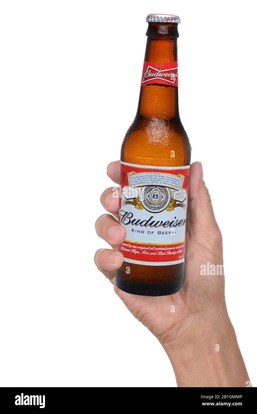 Holding budweiser hi-res stock photography and images - Alamy