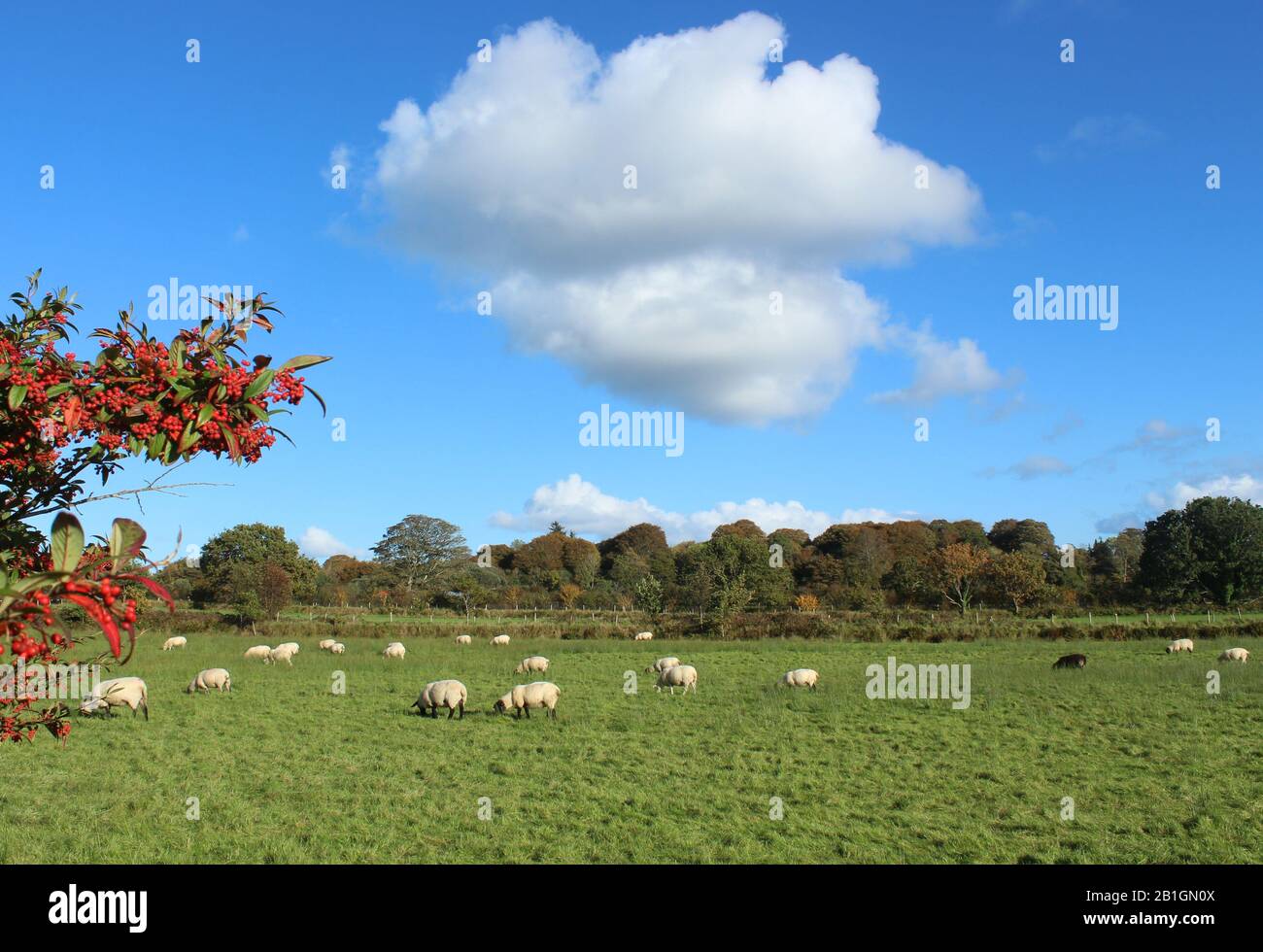 Sheep grazing in field in rural Ireland Stock Photo - Alamy