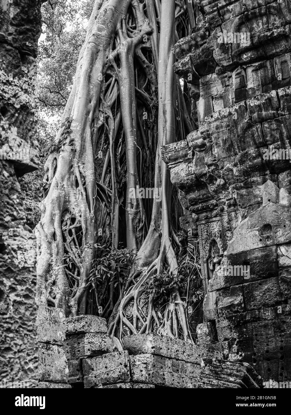 Vertical closeup fig tree Black and White Stock Photos & Images - Alamy