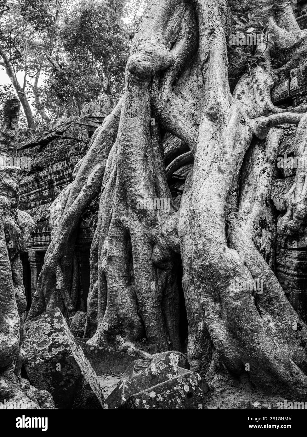 Vertical closeup fig tree Black and White Stock Photos & Images - Alamy