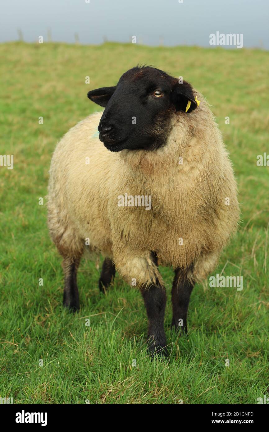 Suffolk sheep black face hi-res stock photography and images - Alamy