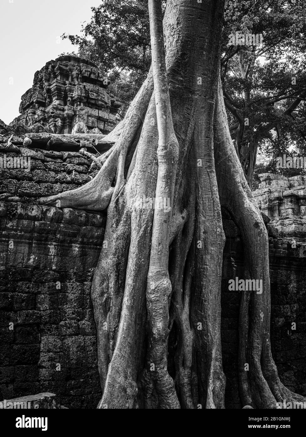 Vertical closeup fig tree Black and White Stock Photos & Images - Alamy