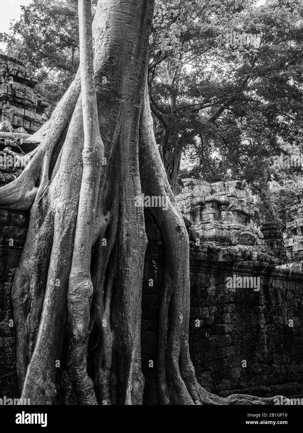 Vertical closeup fig tree Black and White Stock Photos & Images - Alamy