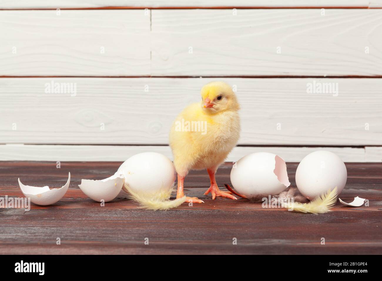 Small yellow chicks and egg shells. Creative photo Stock Photo - Alamy