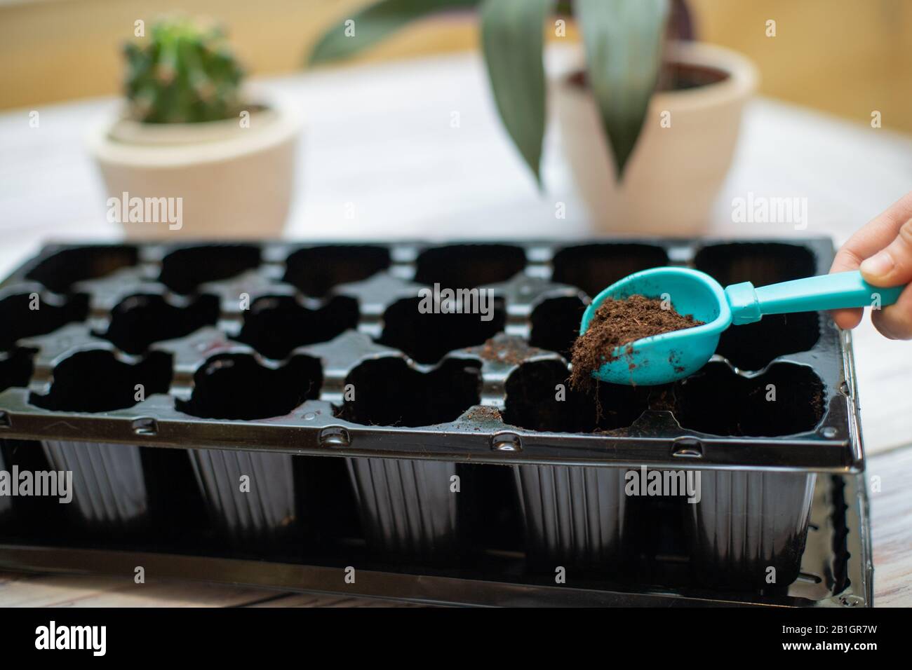Child's hand with toy shovel pouring earth into seedling pots. Growing ...