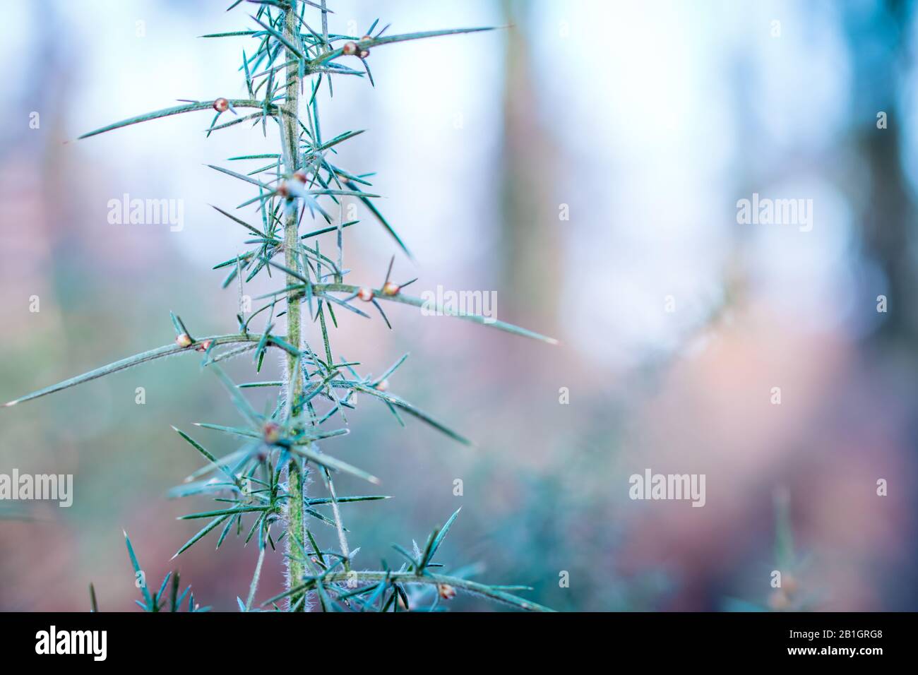 Spiky bush hi-res stock photography and images - Alamy