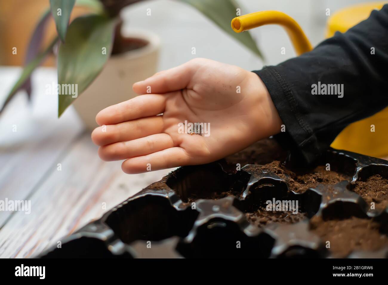 Baby hand with seed. Growing vegetables for garden. Germination of ...