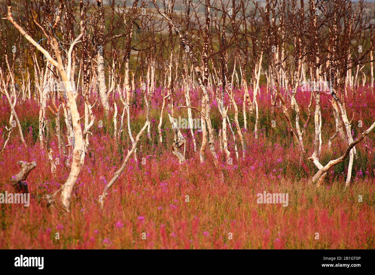 Defoliated forest at Kopparasen near the National Border Riksgransen in ...