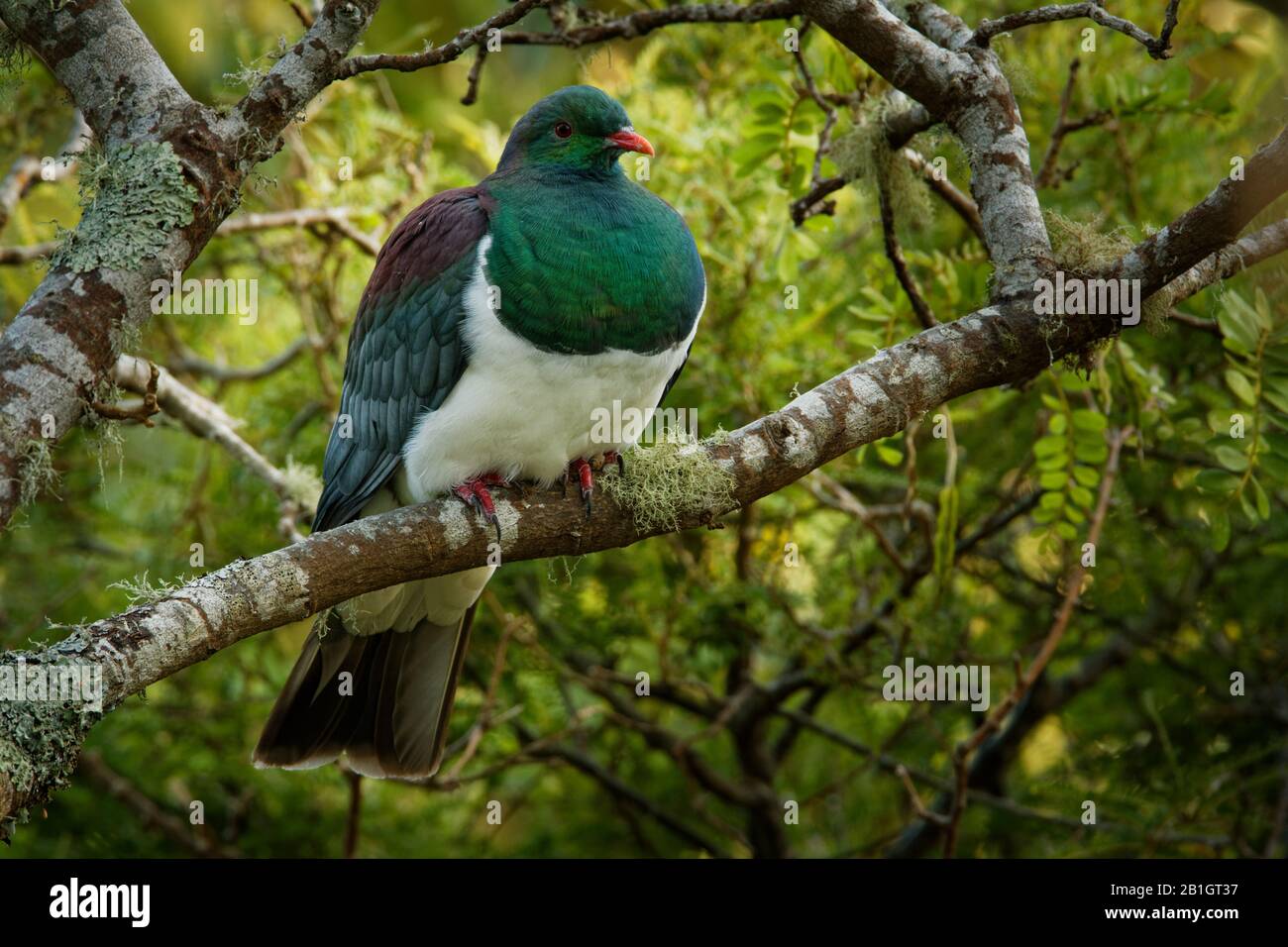 Nz native bird feeding hi-res stock photography and images - Alamy