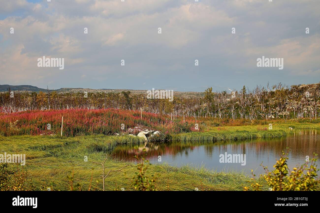 Defoliated forest at Kopparasen near the National Border Riksgransen in ...